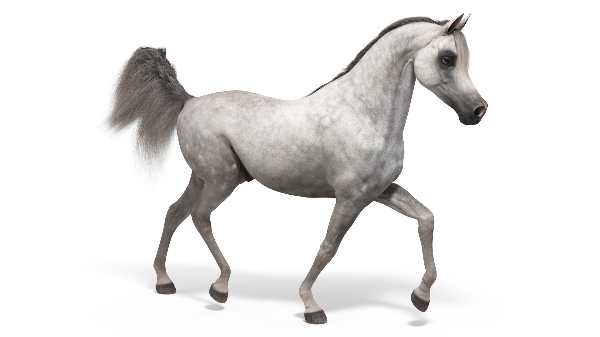 3D Walking Arabian Horse Gray Dappled Fur Model - TurboSquid 2179992