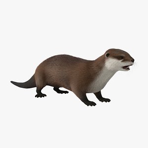 3D Otter Models - Browse & Download Formats - TurboSquid