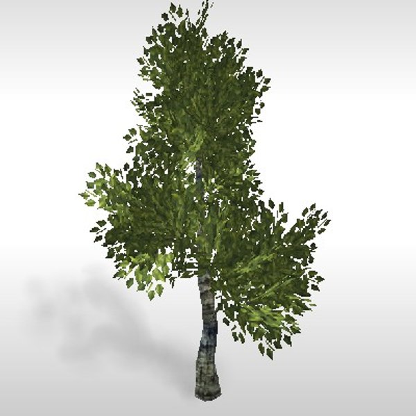 3d birch tree