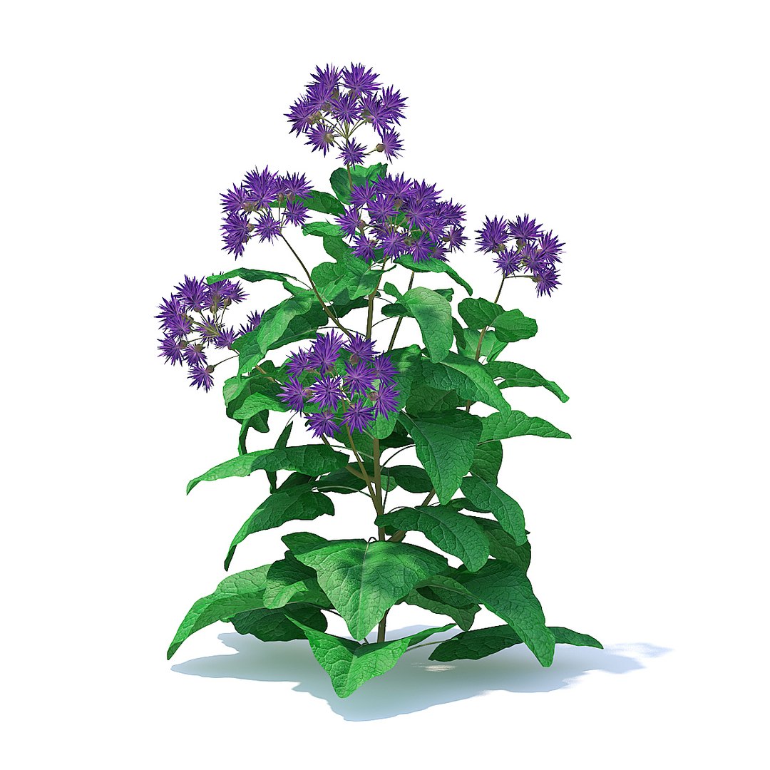 3D Thistle Plant Silybum Model - TurboSquid 1229020