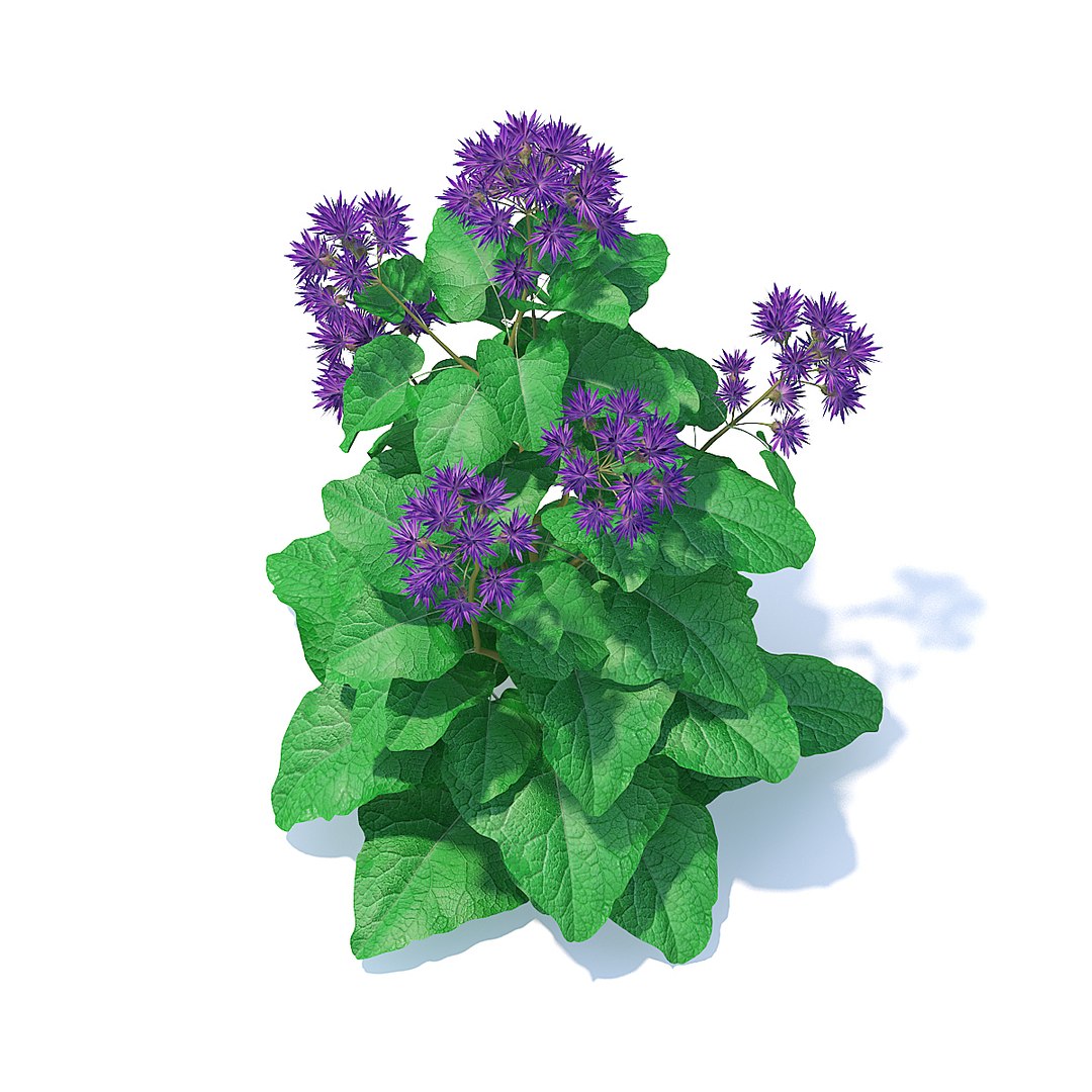 3D Thistle Plant Silybum Model - TurboSquid 1229020
