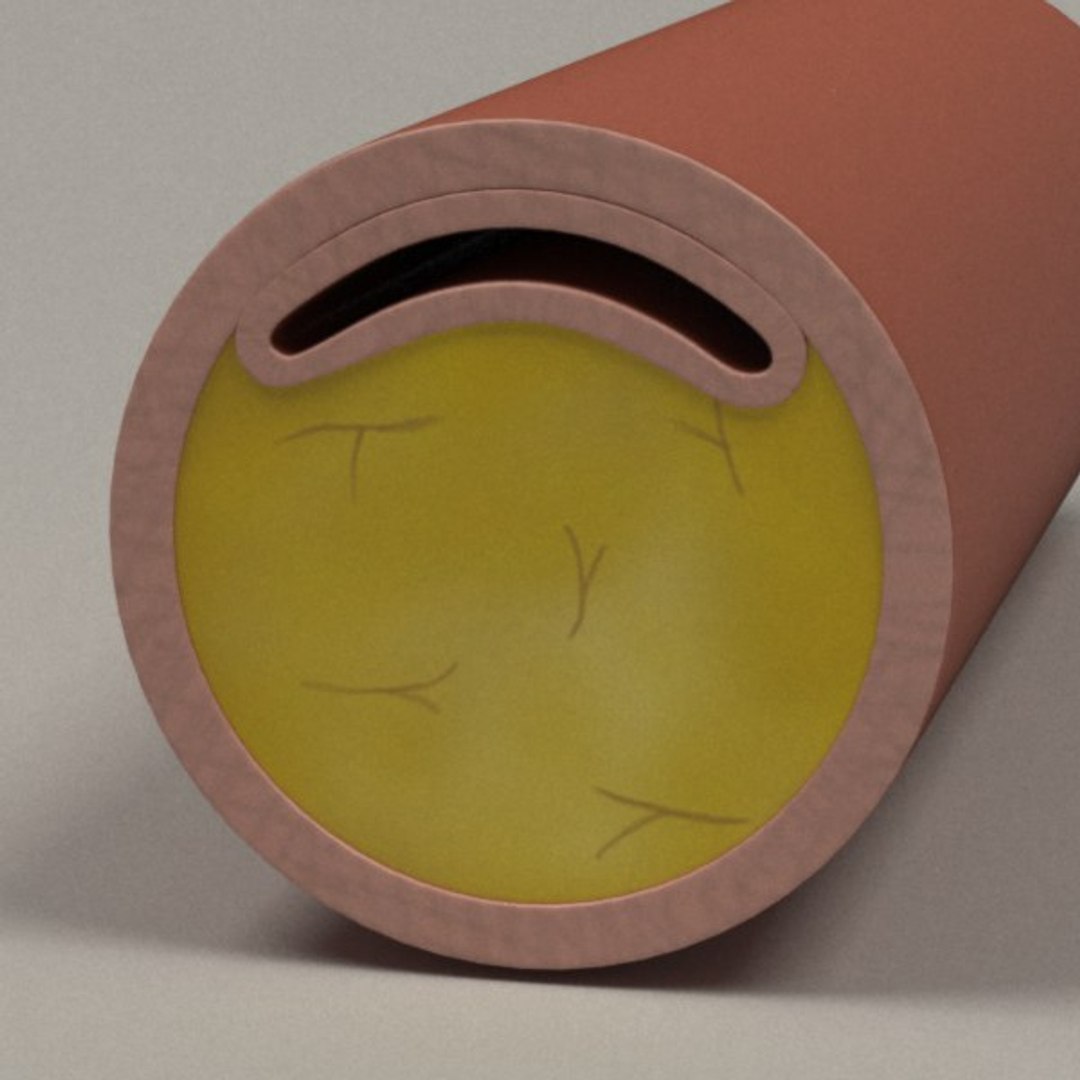 blood vessel 3d model