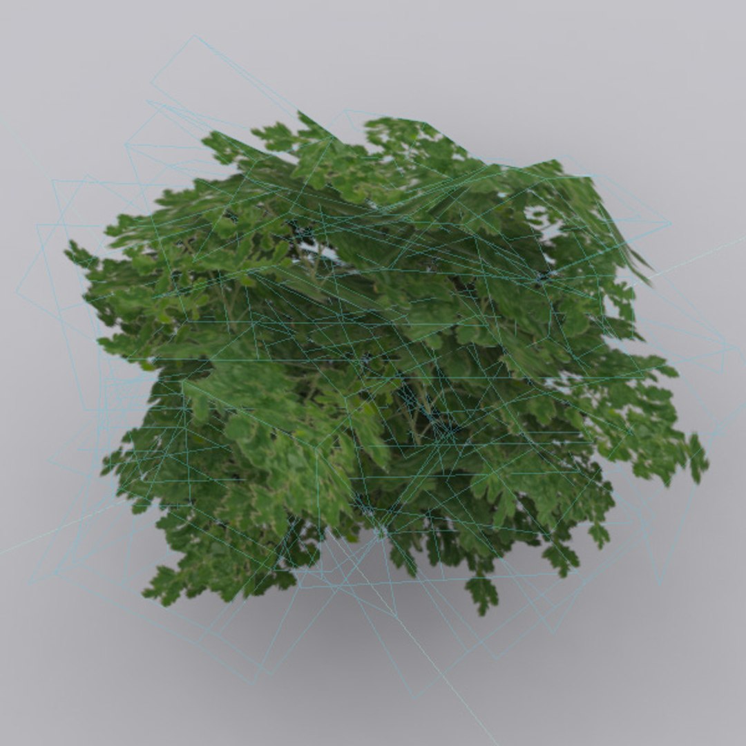 3d Bush