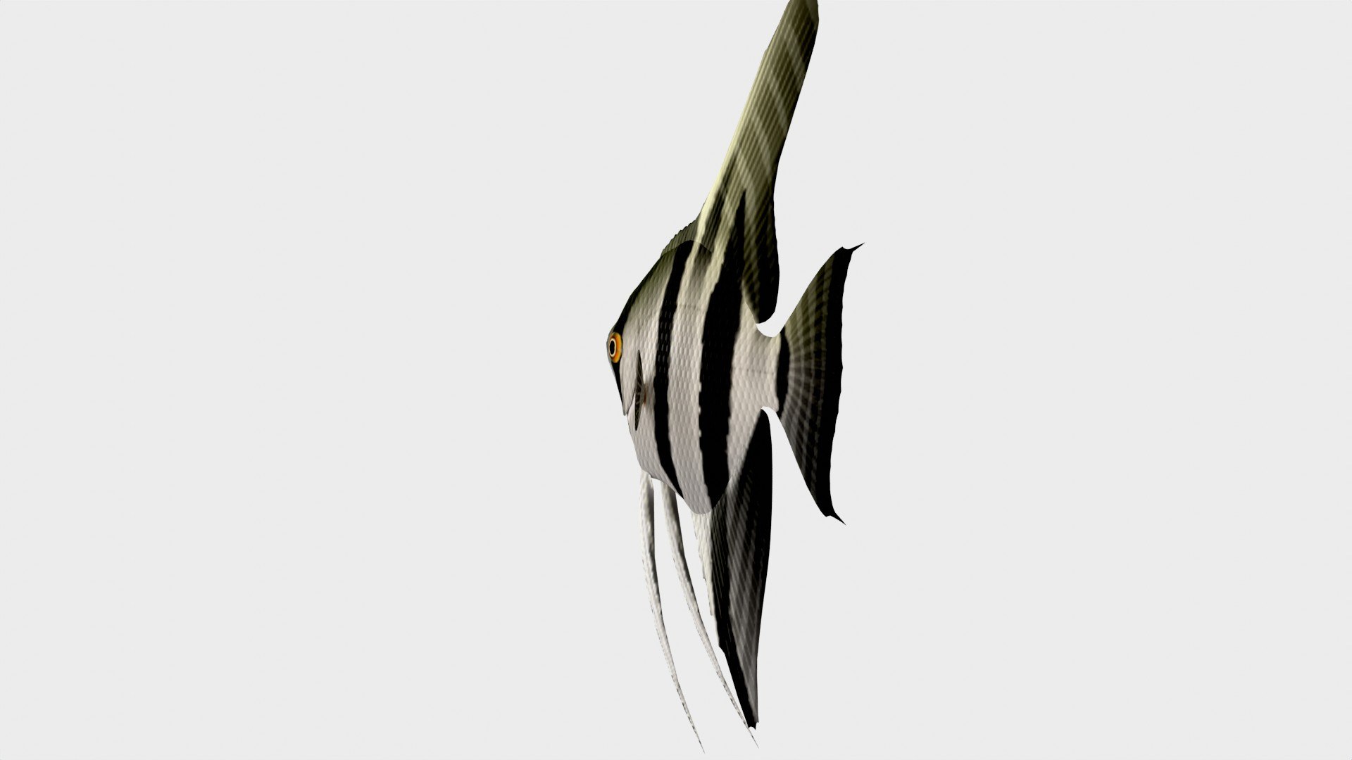 3D Silver Angel Fish 3D Model Low Poly - TurboSquid 2242727