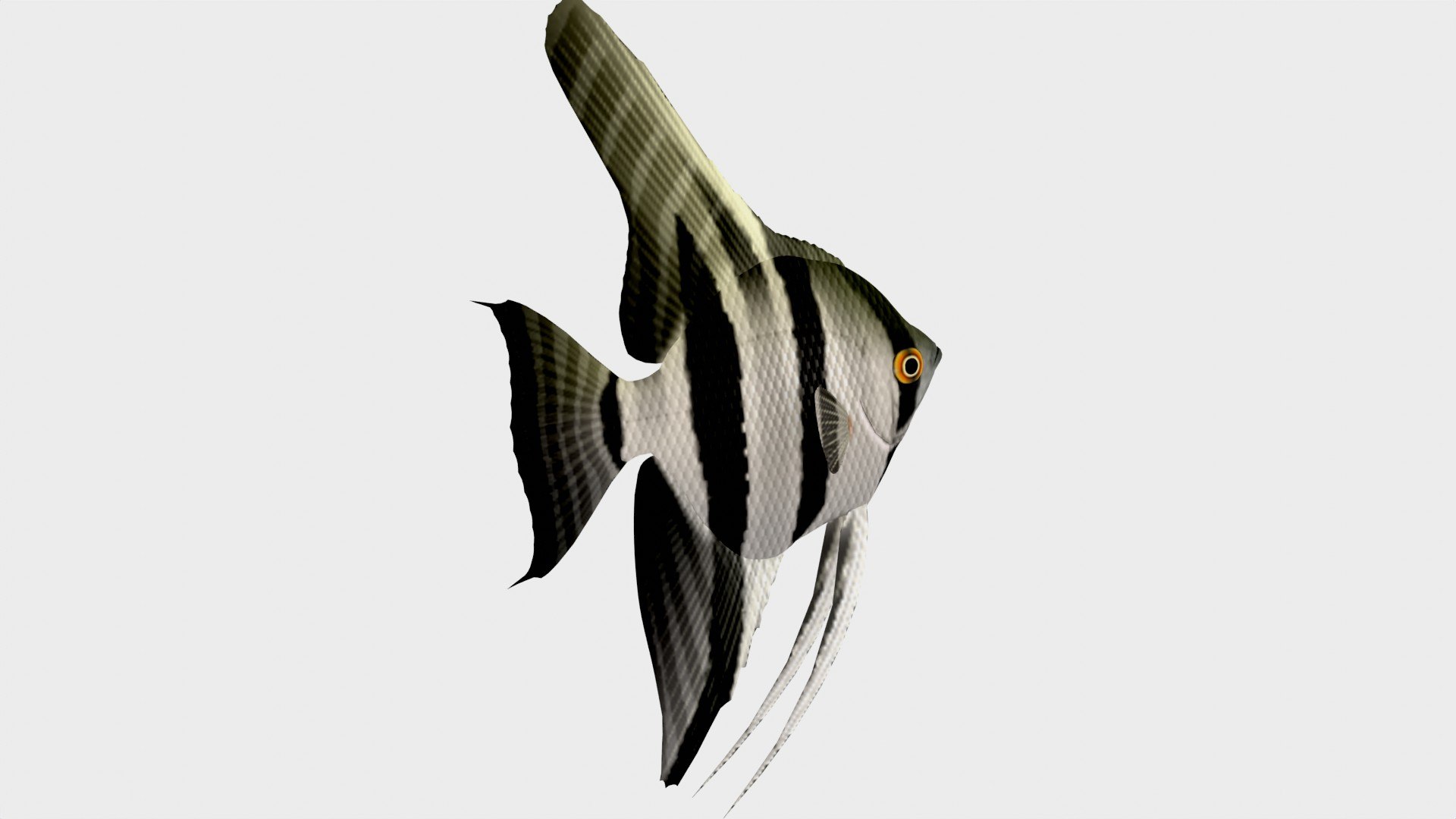 3D Silver Angel Fish 3D Model Low Poly - TurboSquid 2242727