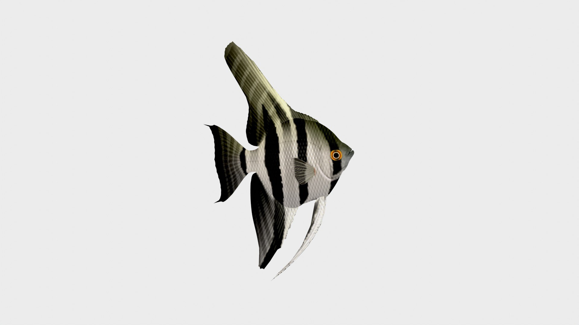 3D Silver Angel Fish 3D Model Low Poly - TurboSquid 2242727