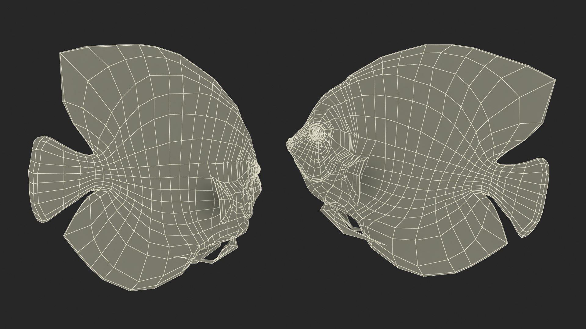 3D Discus Fish Model - TurboSquid 2322905