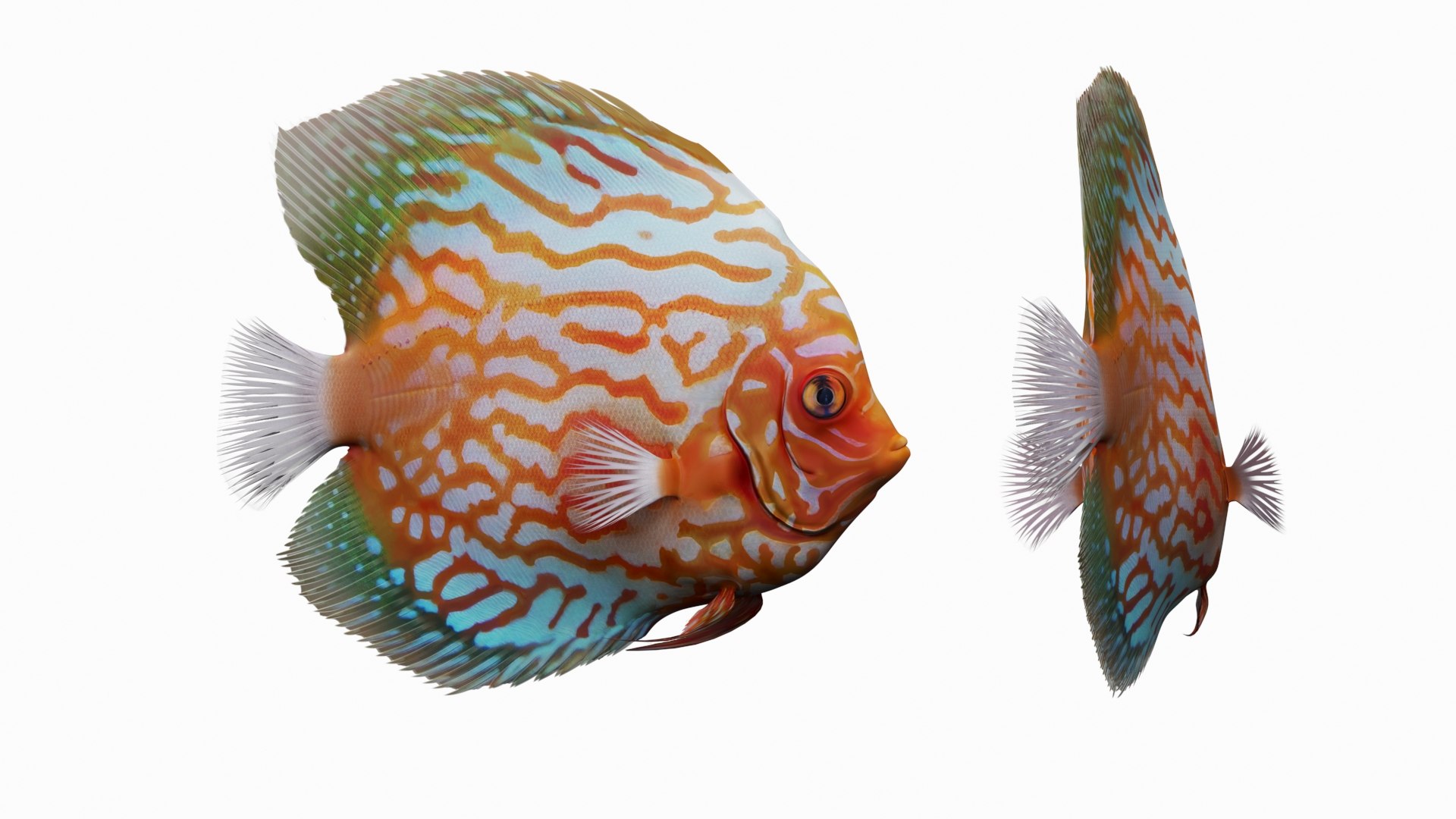 3D Discus Fish Model - TurboSquid 2322905