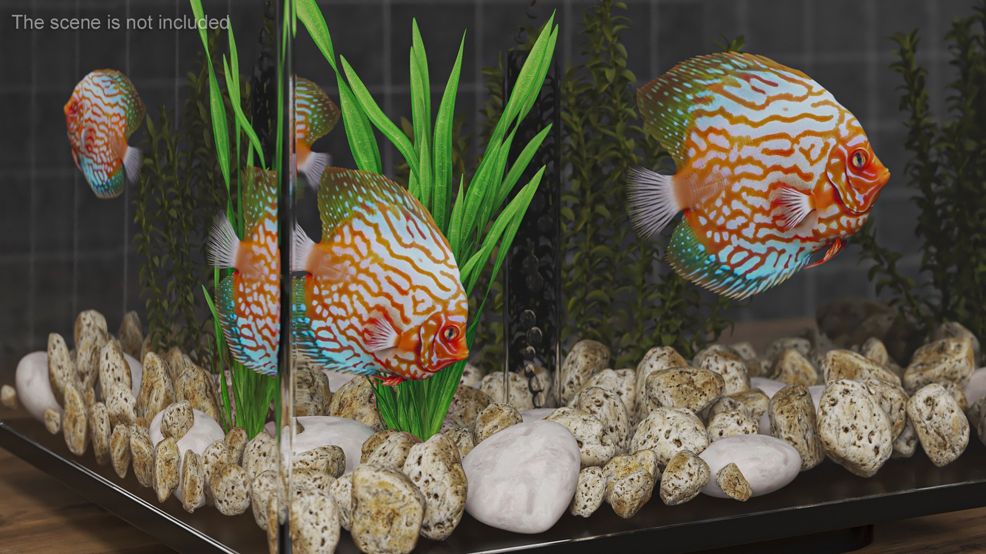 3D Discus Fish Model - TurboSquid 2322905