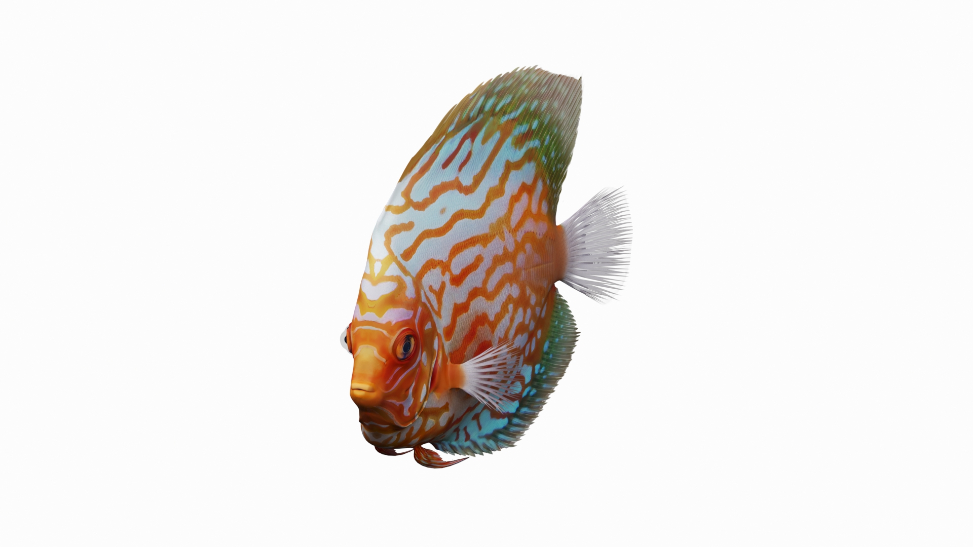 3D Discus Fish Model - TurboSquid 2322905