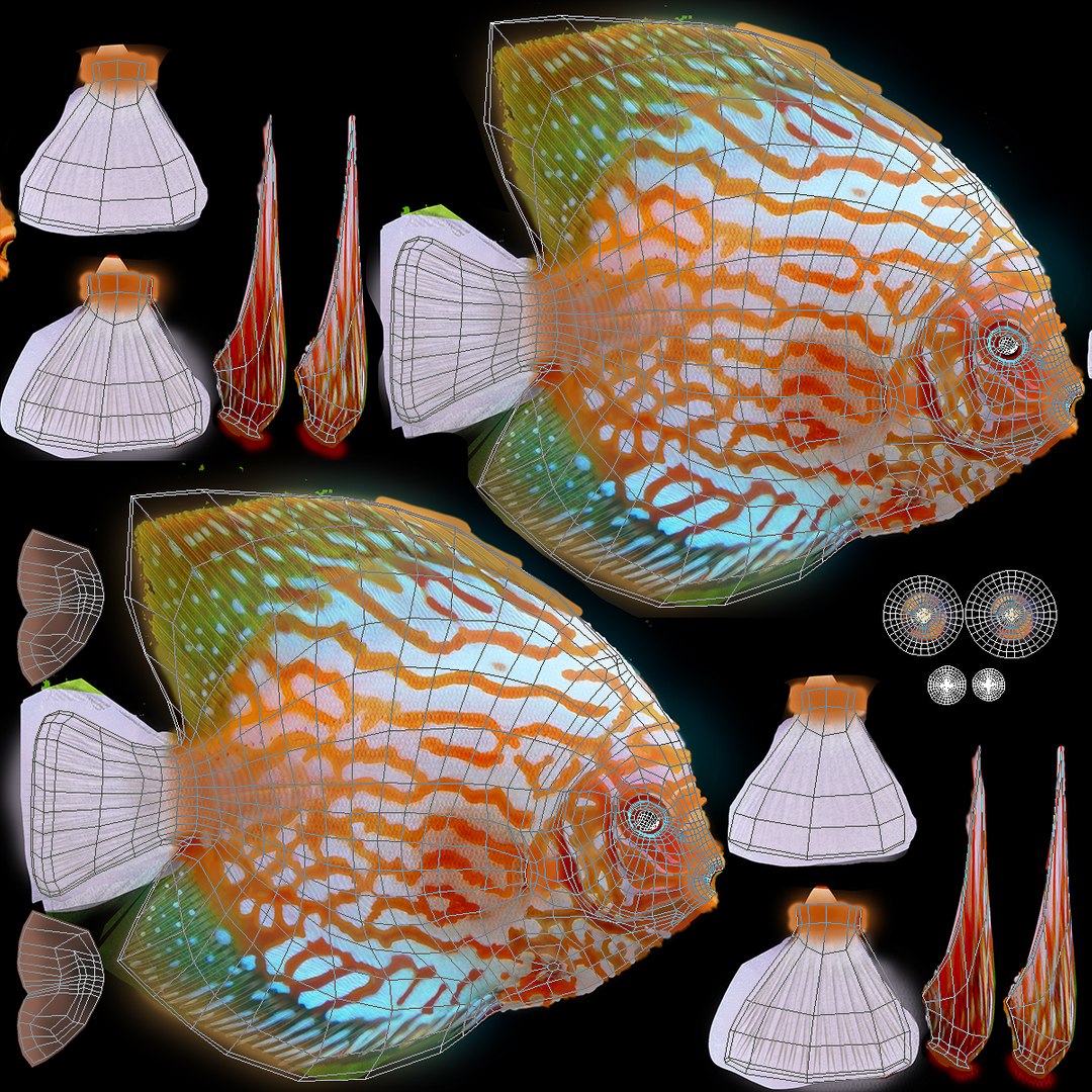 3D Discus Fish Model - TurboSquid 2322905
