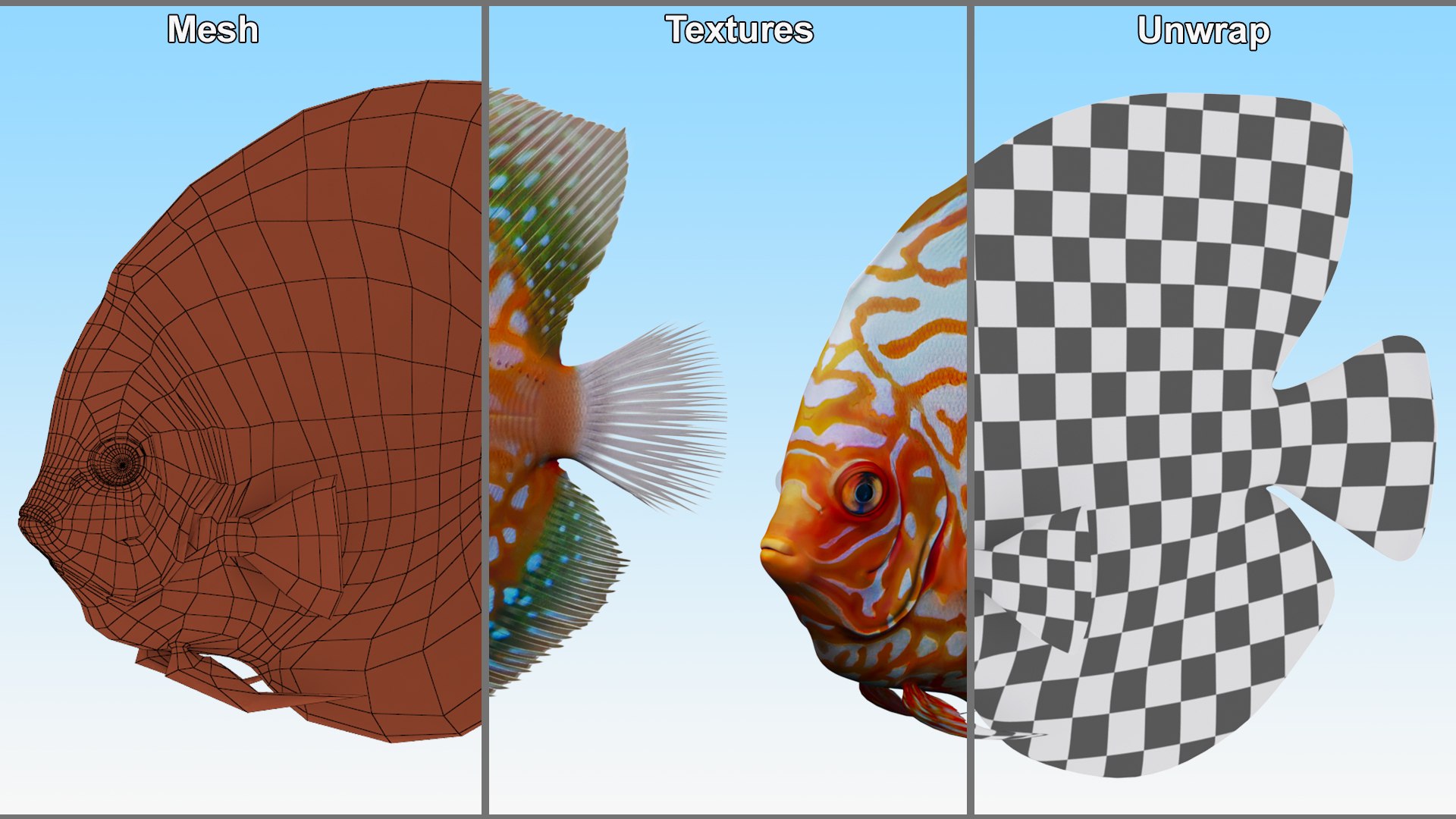 3D Discus Fish Model - TurboSquid 2322905