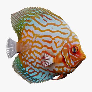 Download Free & Premium Discus Fish 3D Models | TurboSquid