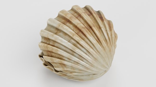 Clam pearl model - TurboSquid 1491458