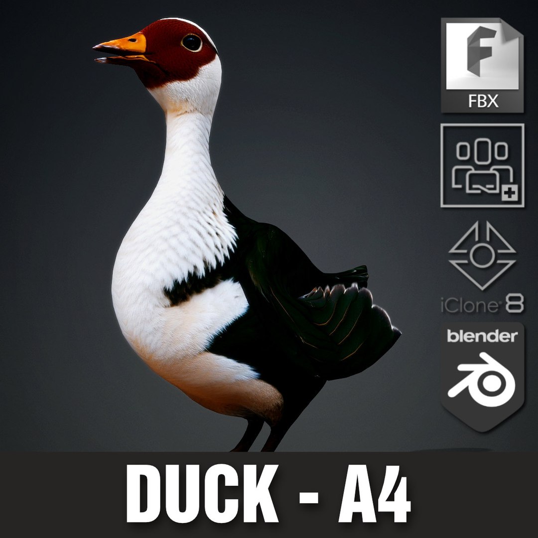 3D Duck-A4 - TurboSquid 2430197