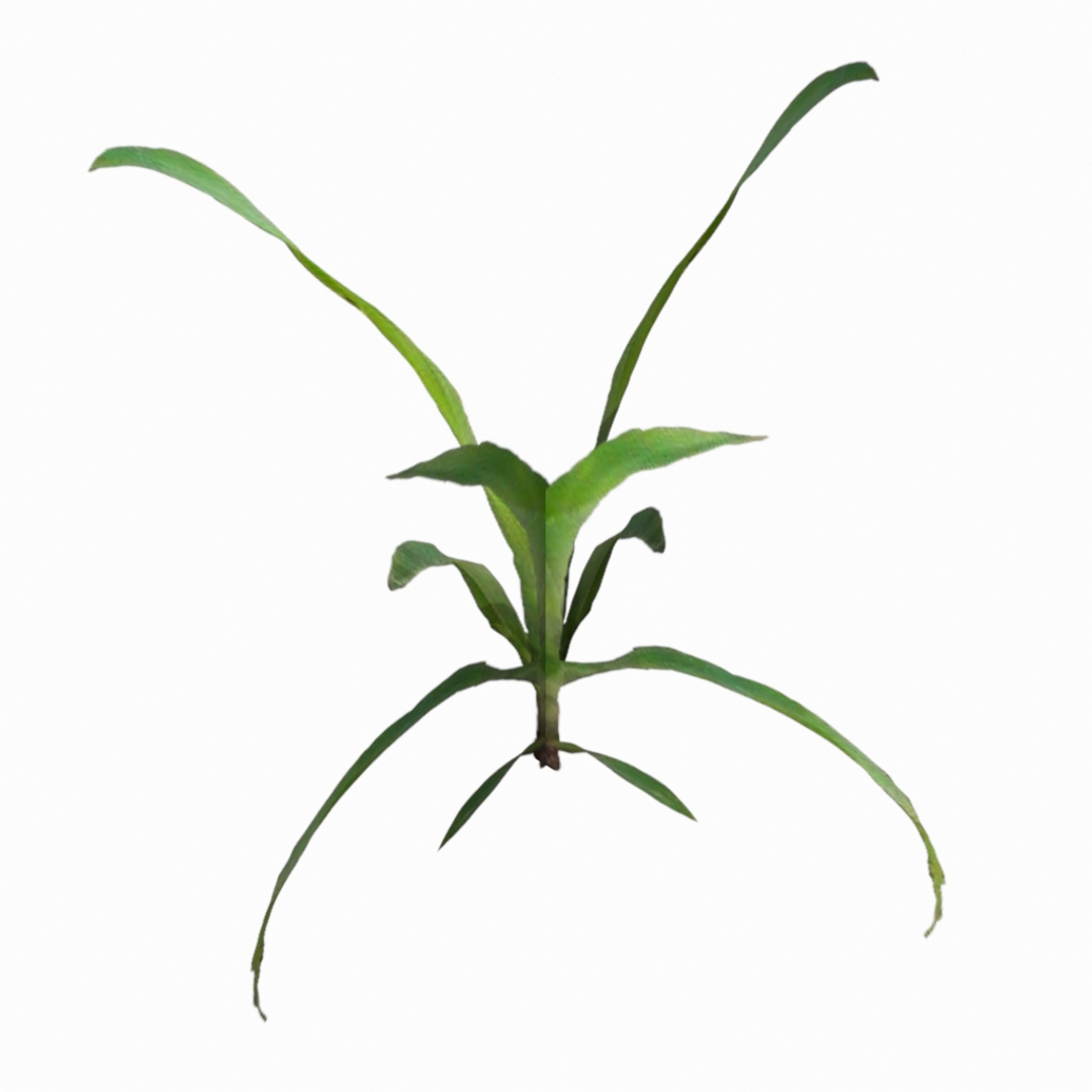 optimized weed plant 3d max