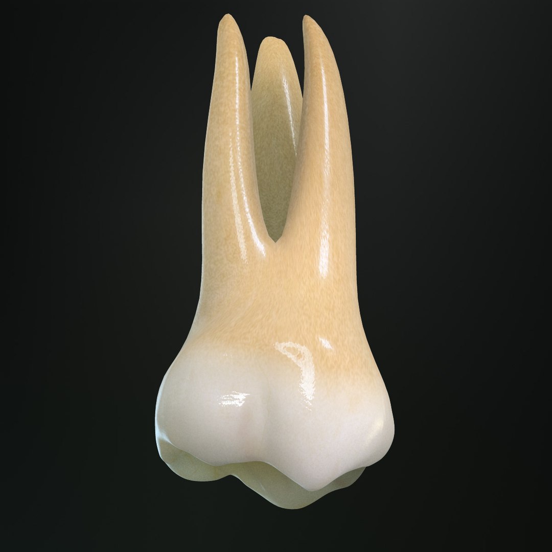 Tooth Upper Molar 3d X