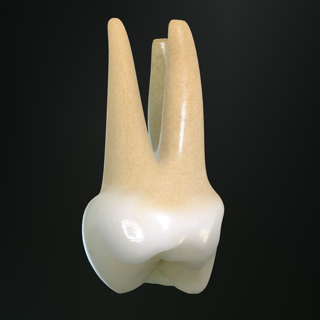 Tooth Upper Molar 3d X