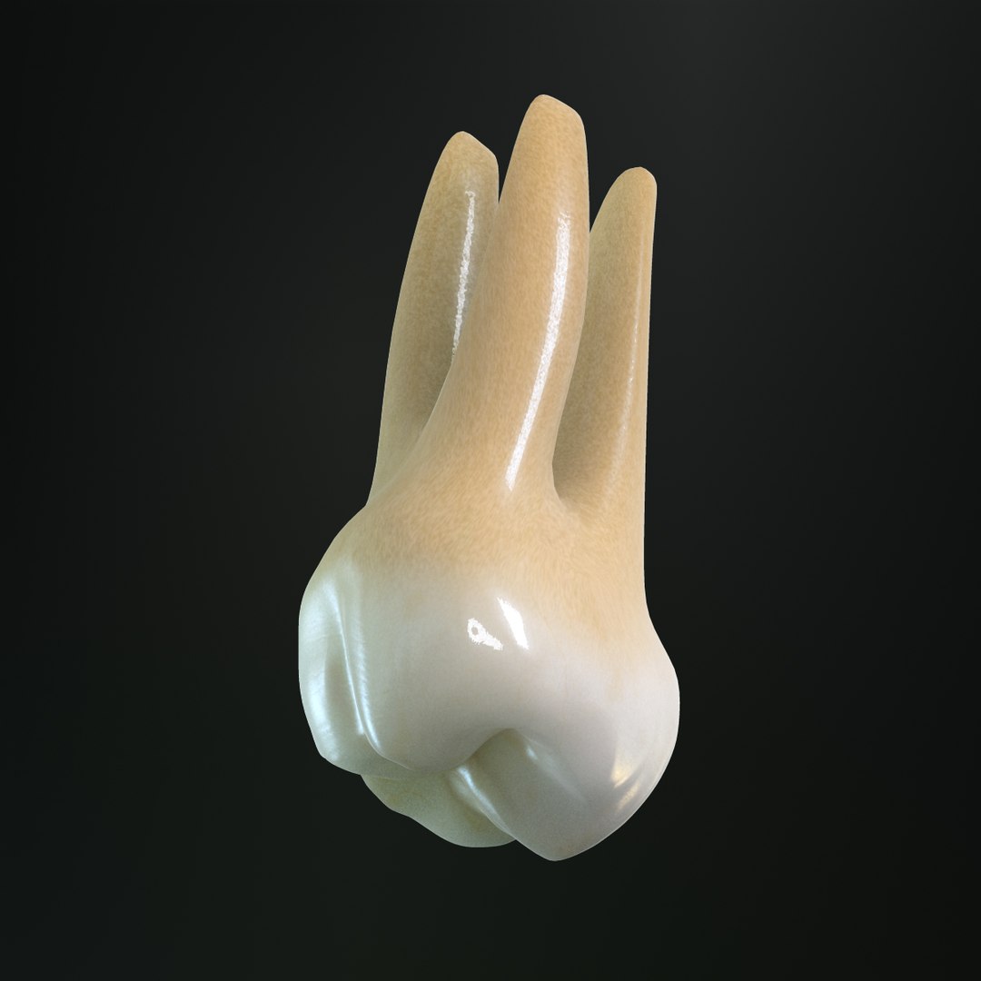 Tooth Upper Molar 3d X