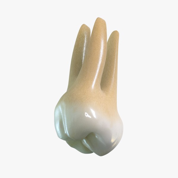 teeth molars 3d max