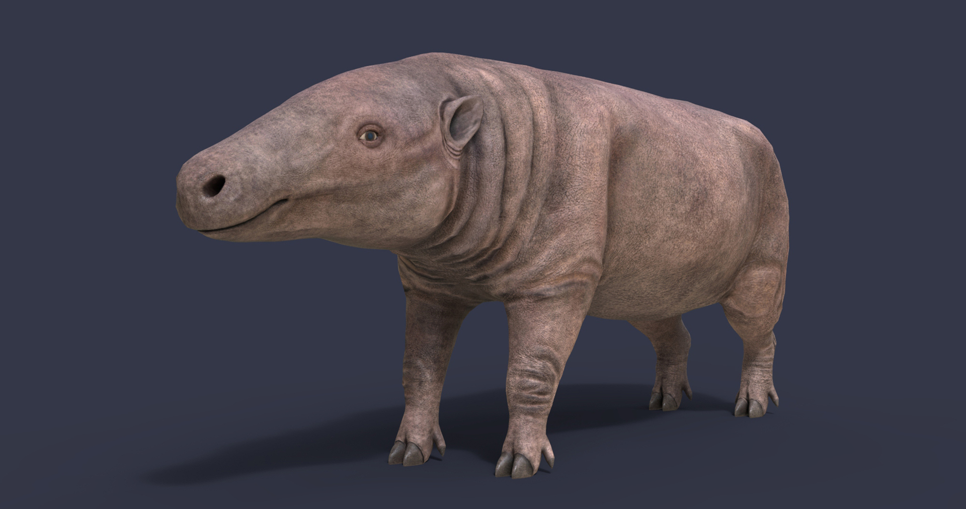 3D anthracotherium model - TurboSquid 1666057
