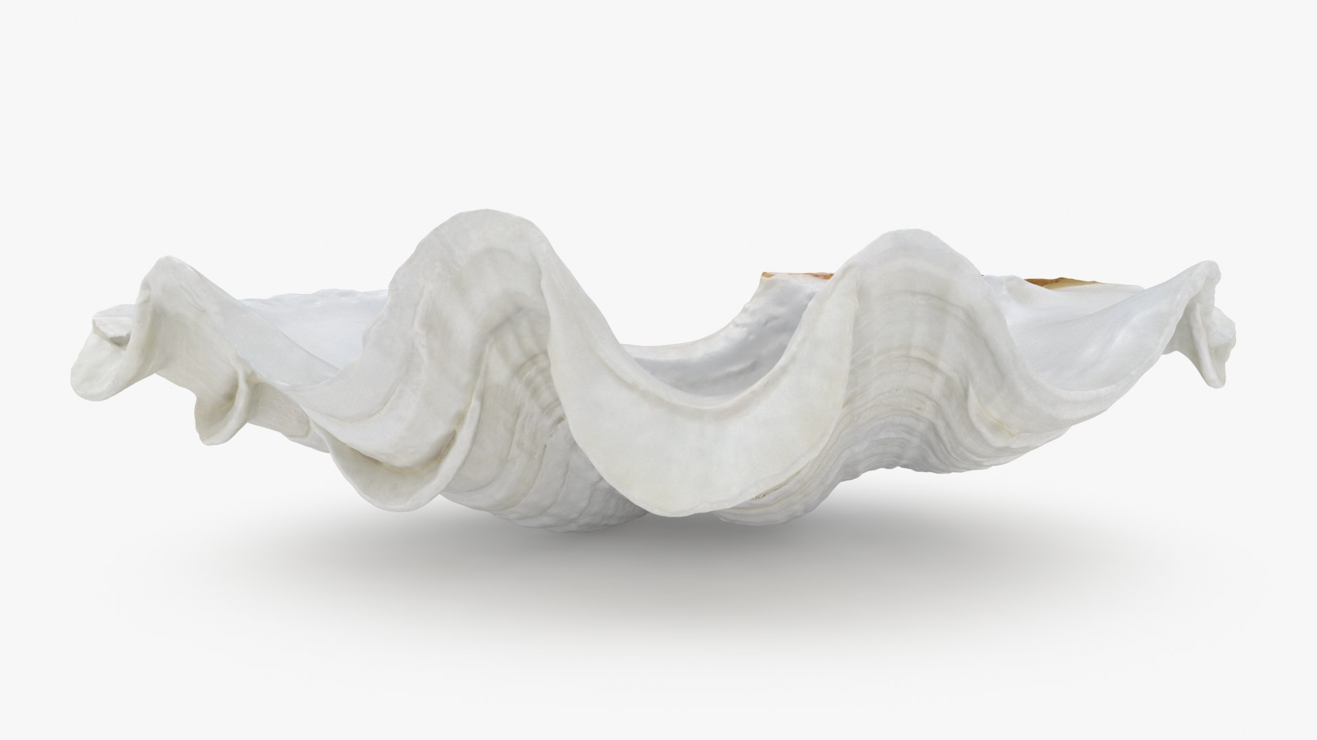 3D Model Giant Clam Shell Half 02 - TurboSquid 2302835