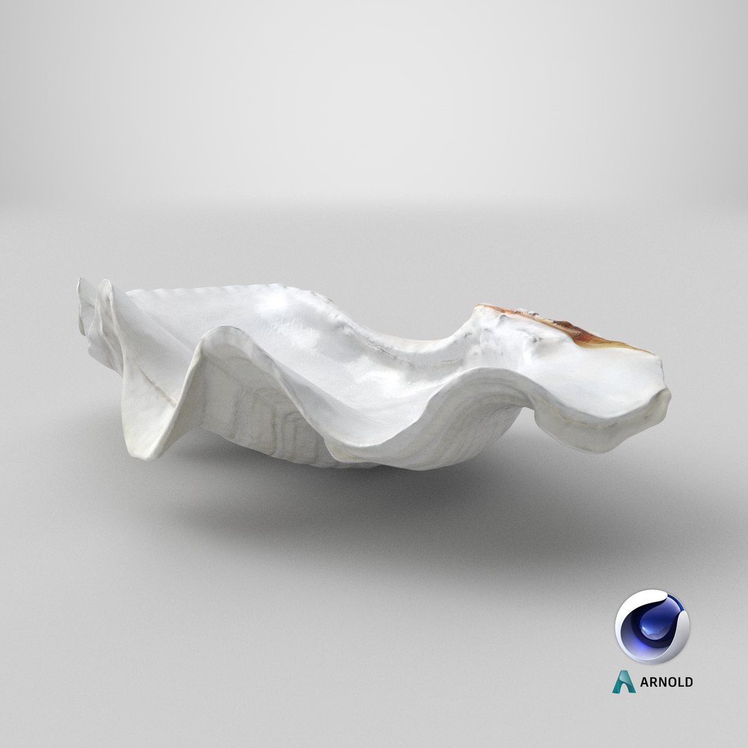3D Model Giant Clam Shell Half 02 - TurboSquid 2302835