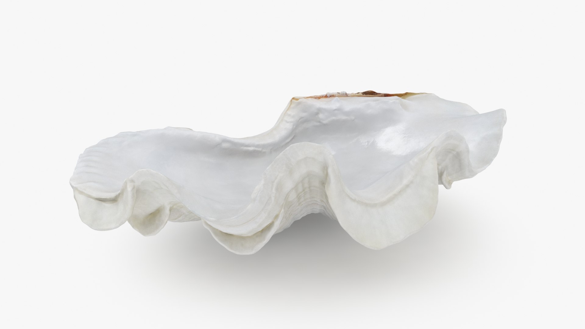 3D Model Giant Clam Shell Half 02 - TurboSquid 2302835