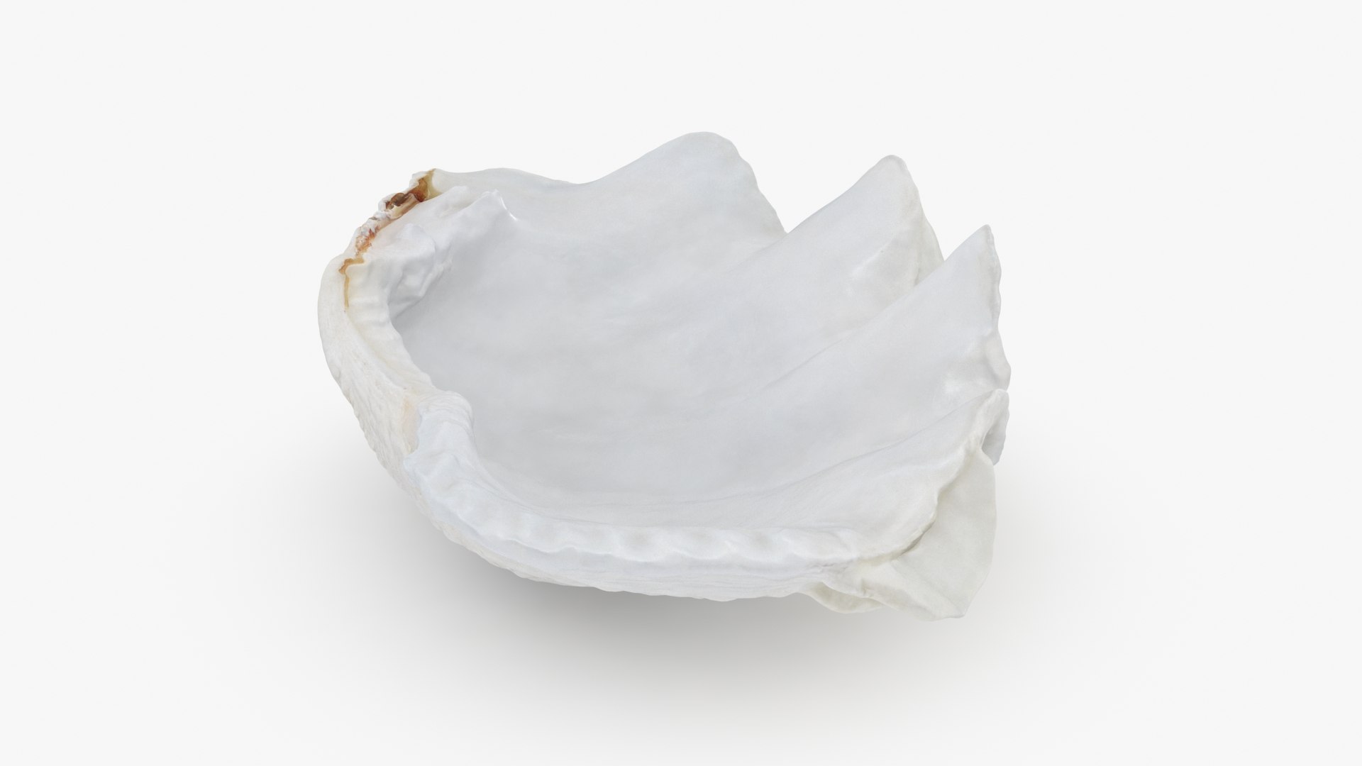3D Model Giant Clam Shell Half 02 - TurboSquid 2302835