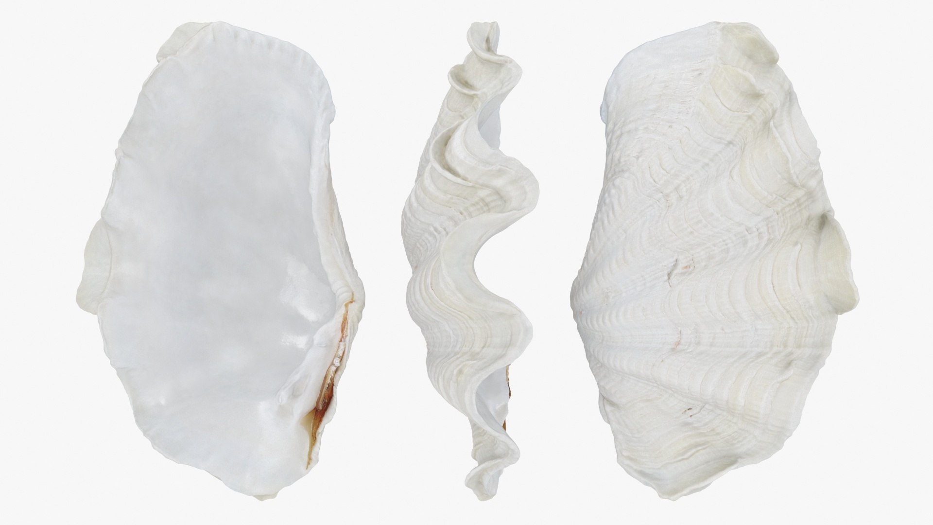 3D Model Giant Clam Shell Half 02 - TurboSquid 2302835