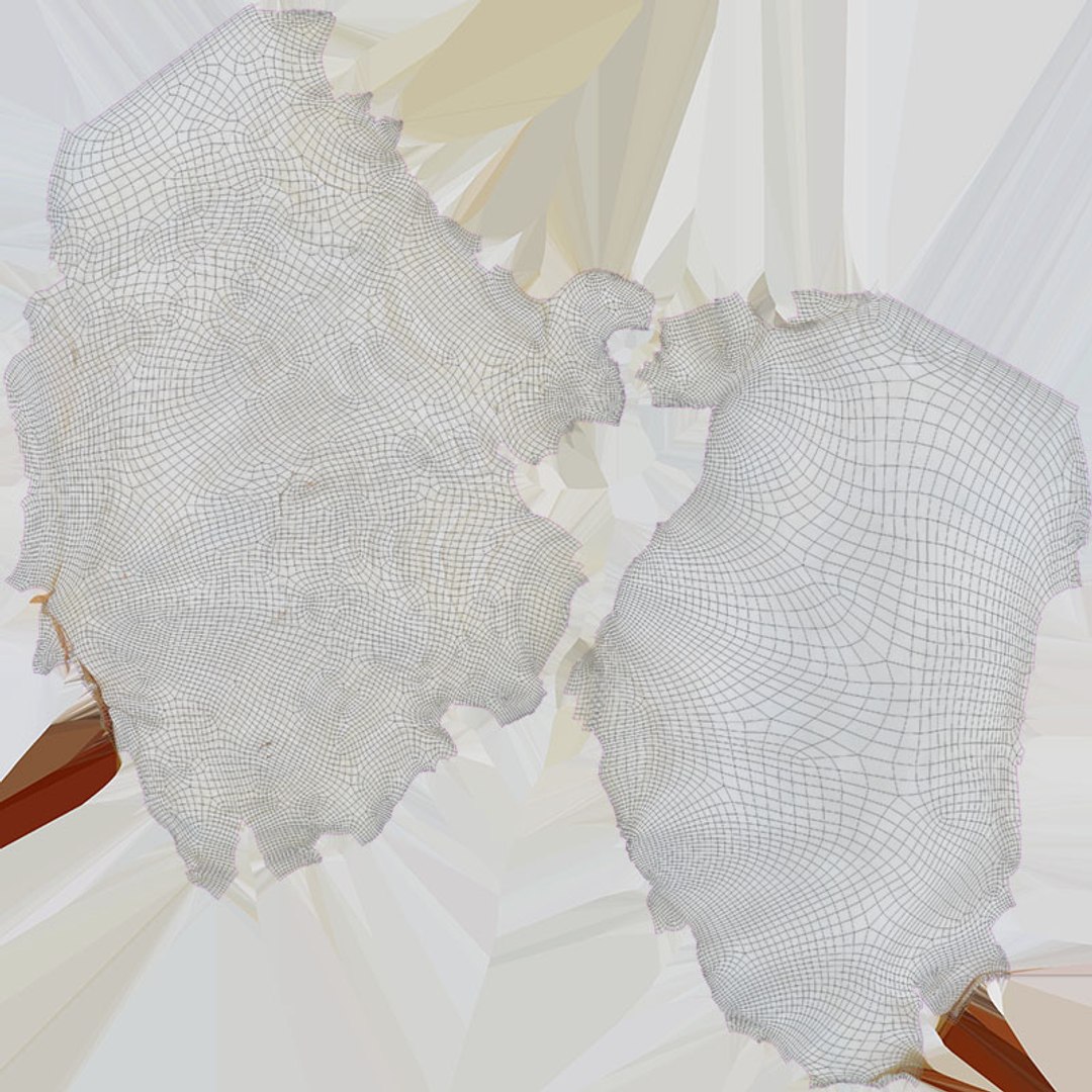 3D Model Giant Clam Shell Half 02 - TurboSquid 2302835