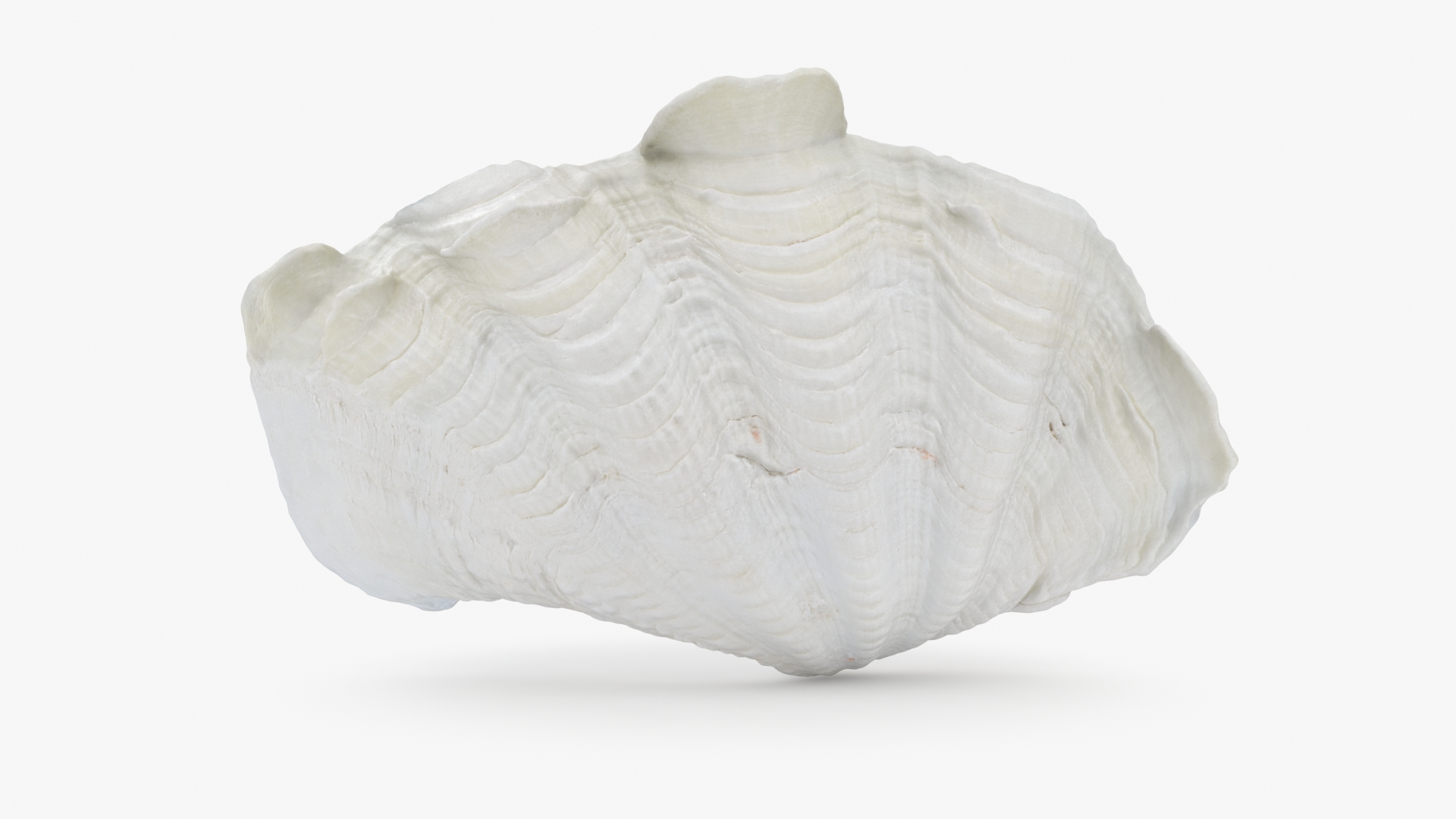 3D Model Giant Clam Shell Half 02 - TurboSquid 2302835