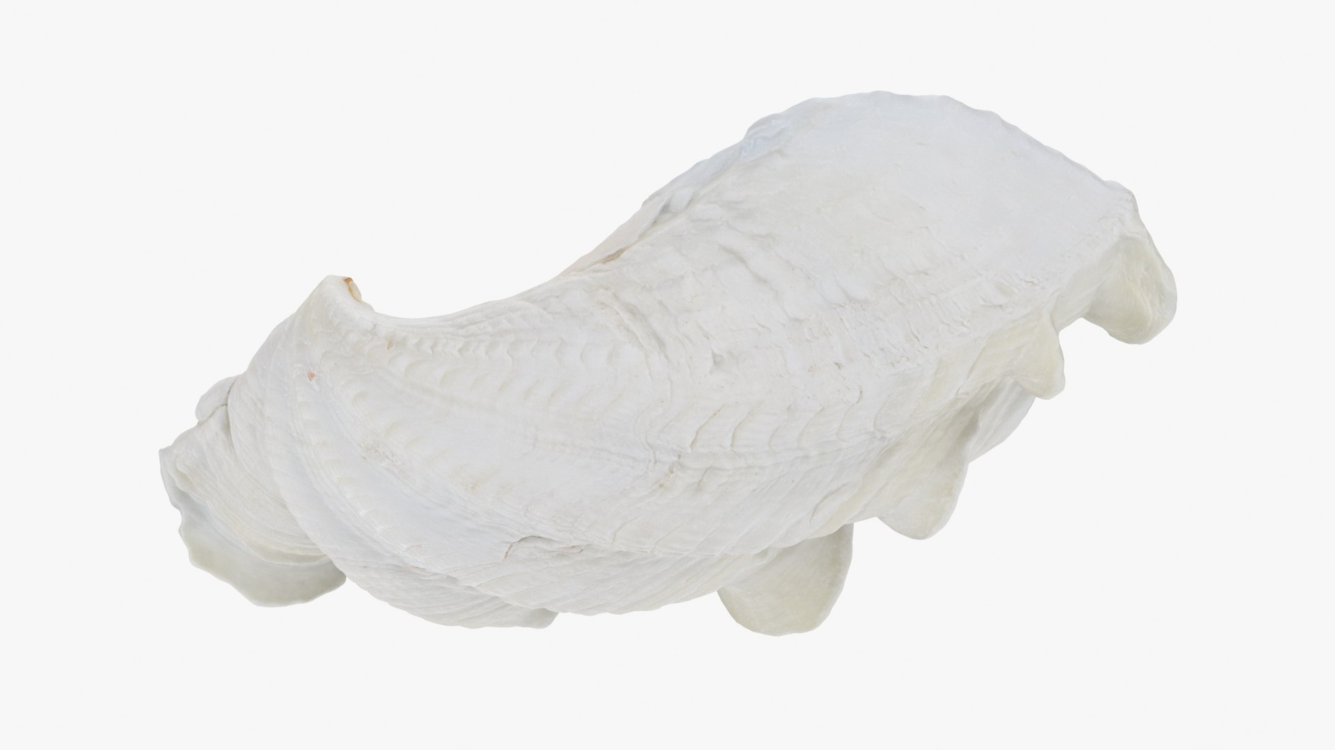 3D Model Giant Clam Shell Half 02 - TurboSquid 2302835