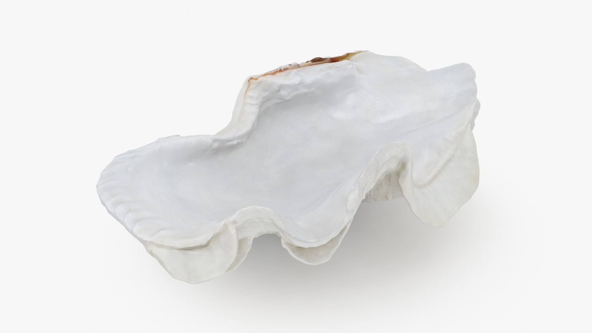 3D Model Giant Clam Shell Half 02 - TurboSquid 2302835