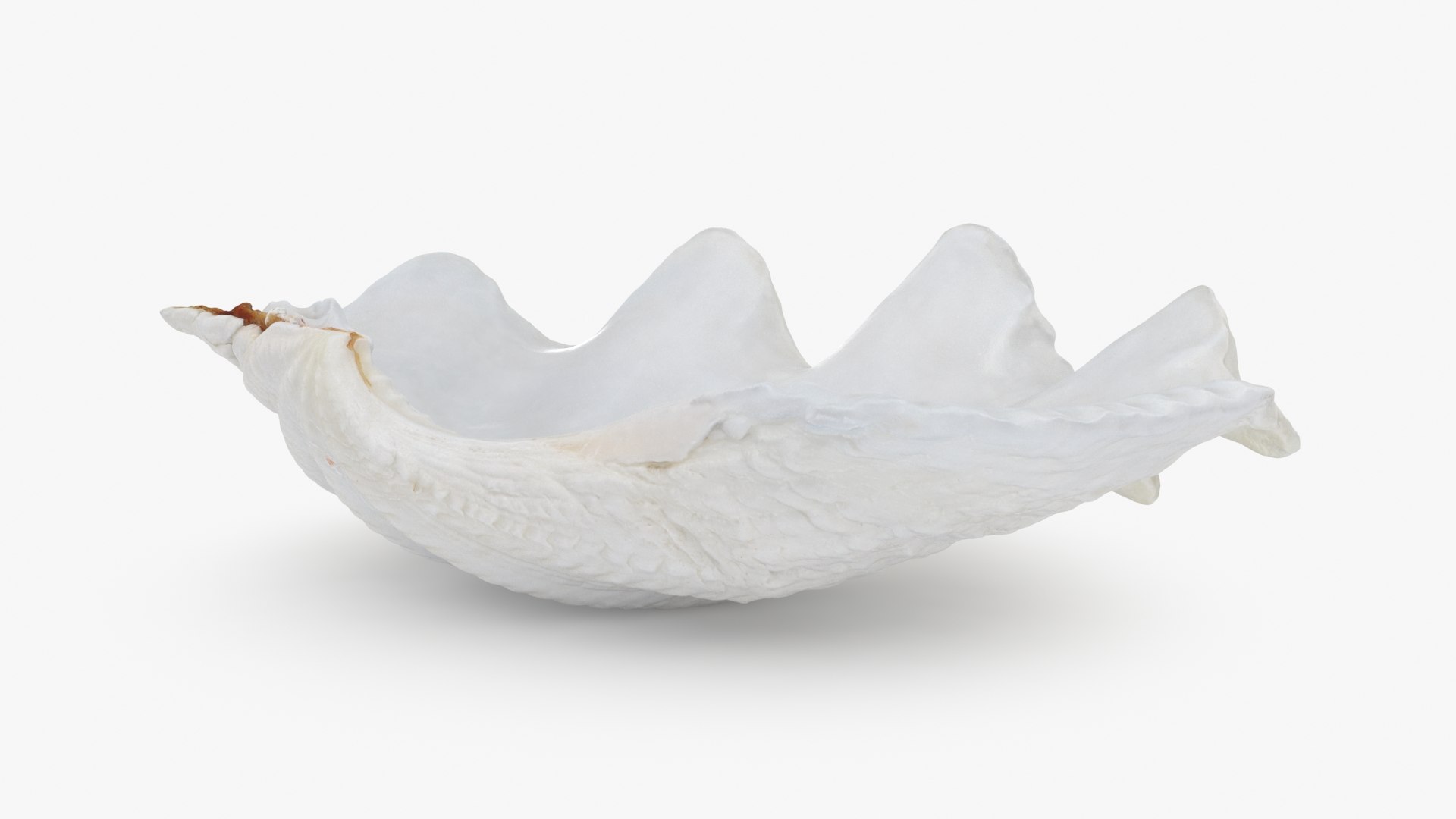 3D Model Giant Clam Shell Half 02 - TurboSquid 2302835