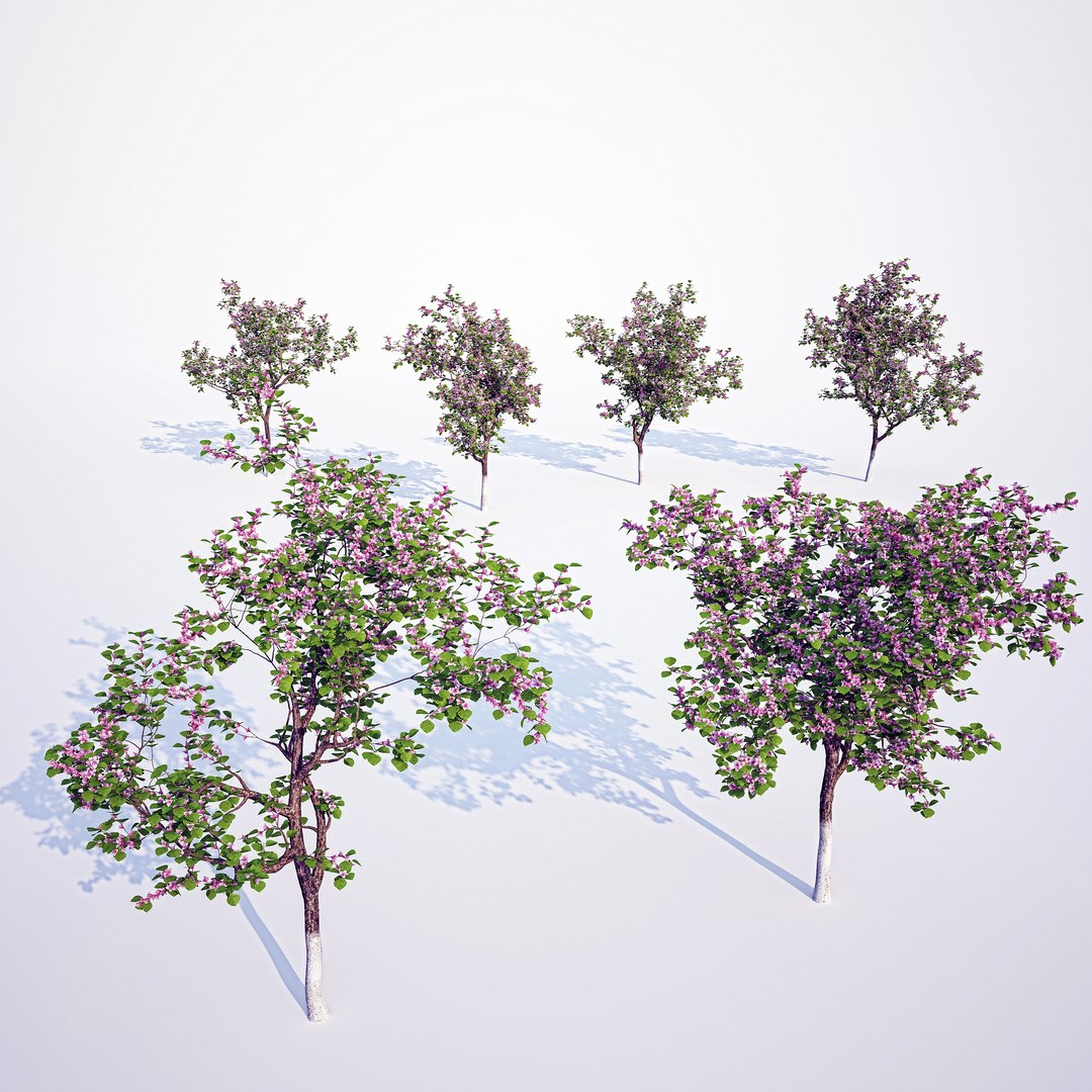 Blooming Apple Tree 3d Max