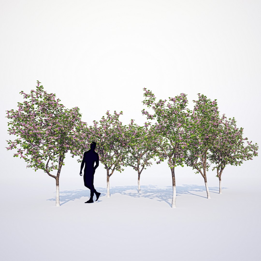 Blooming Apple Tree 3d Max