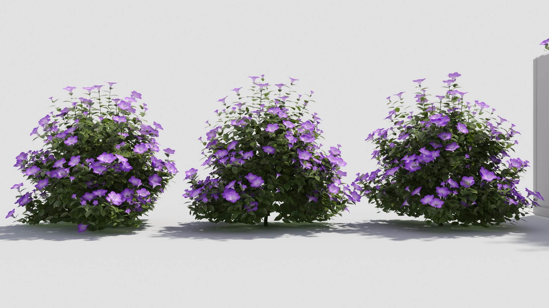 3D petunia flower model - TurboSquid 1922616