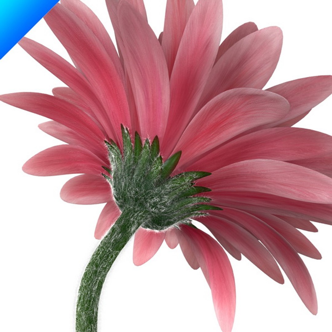 Contemporary Flower 3d C4d