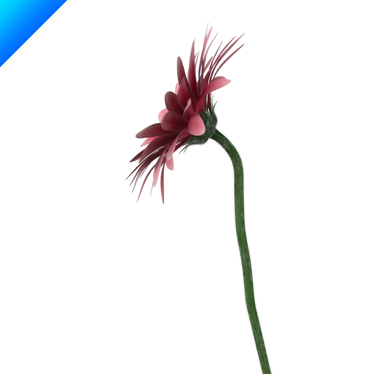 contemporary flower 3d c4d