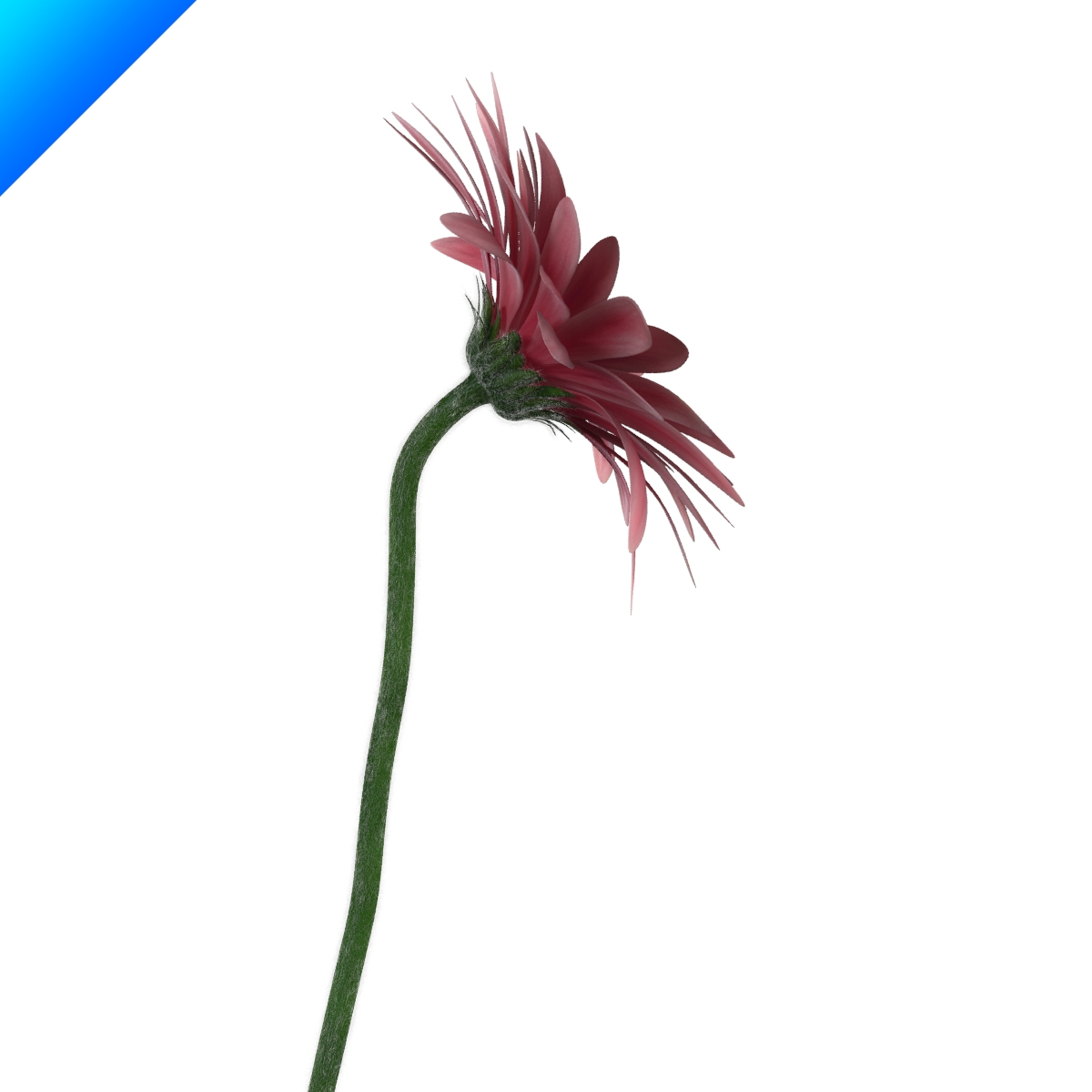 contemporary flower 3d c4d
