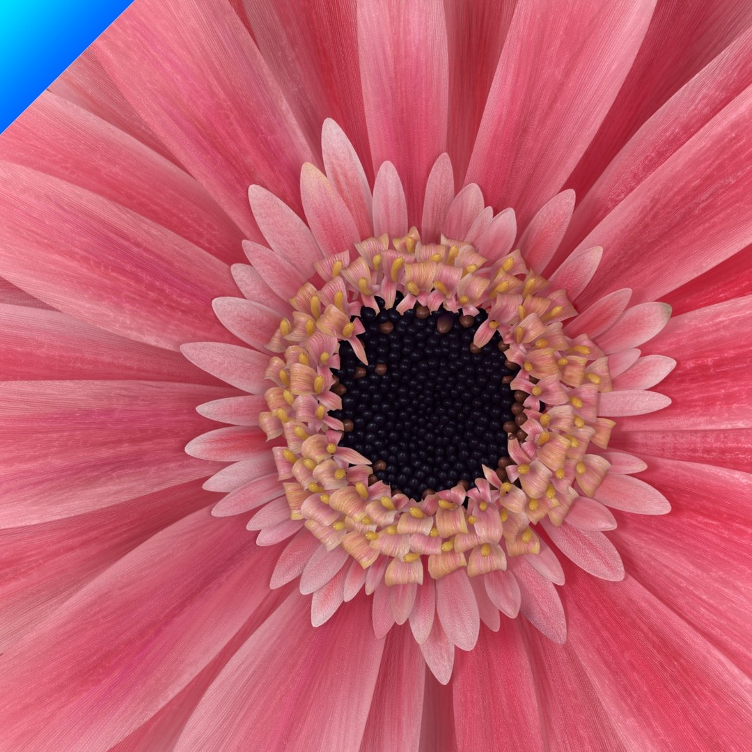 Contemporary Flower 3d C4d
