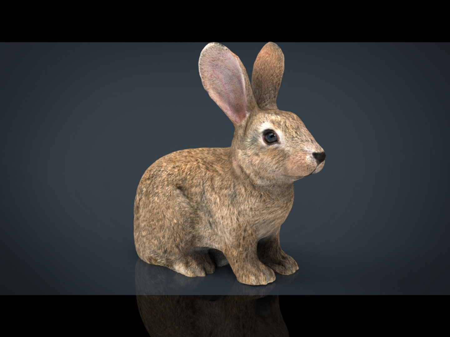 Rabbit 3D Model | 1141919 | TurboSquid