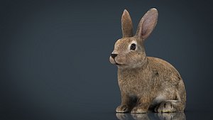 3D Rabbit Models - Browse & Download Formats - TurboSquid