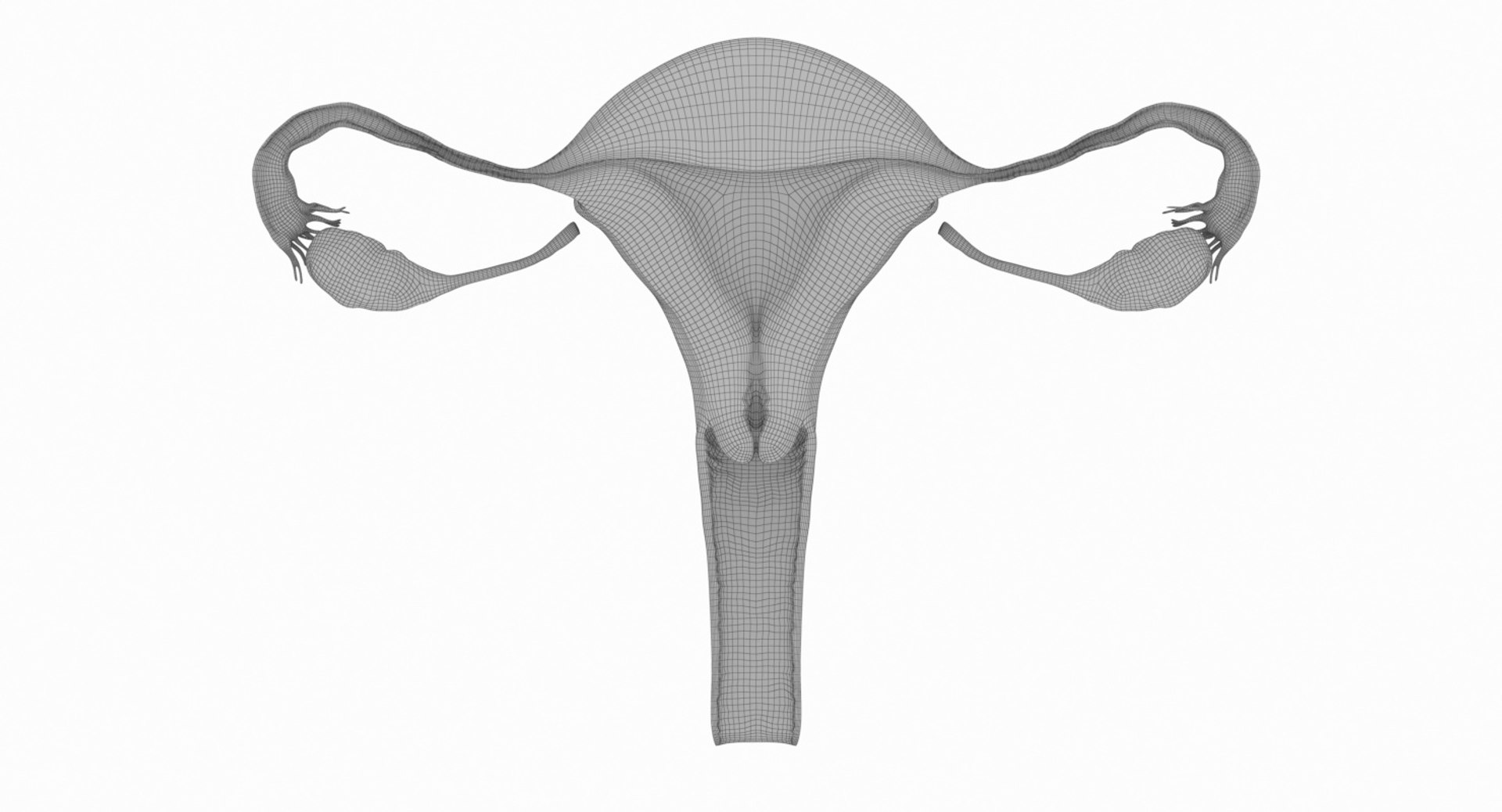 Uterus Anatomy 3D - TurboSquid 1330944