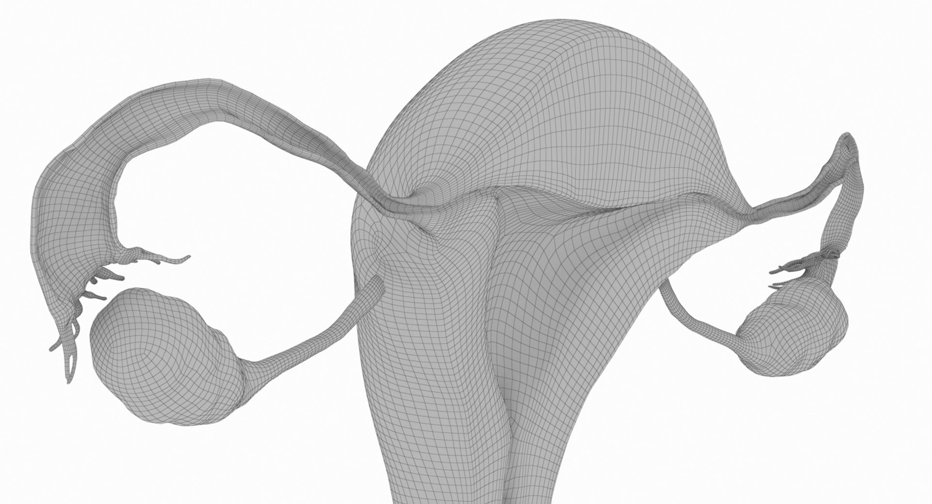 Uterus Anatomy 3D - TurboSquid 1330944