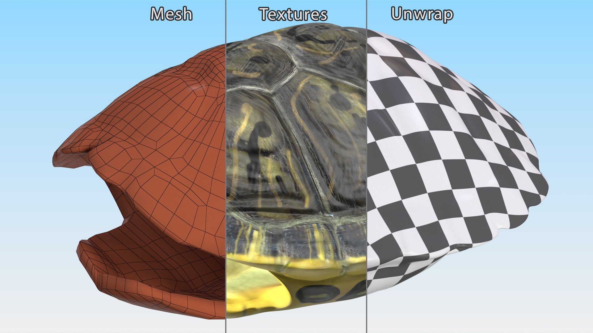 3D Red Eared Turtle Shell Model - TurboSquid 2147301