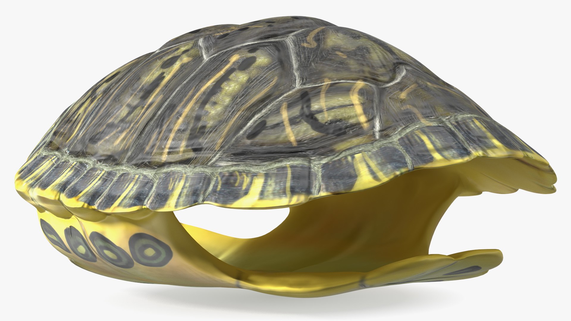3D Red Eared Turtle Shell Model - TurboSquid 2147301