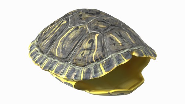 modelo 3d Caparazón de tortuga de orejas rojas - TurboSquid 2147301