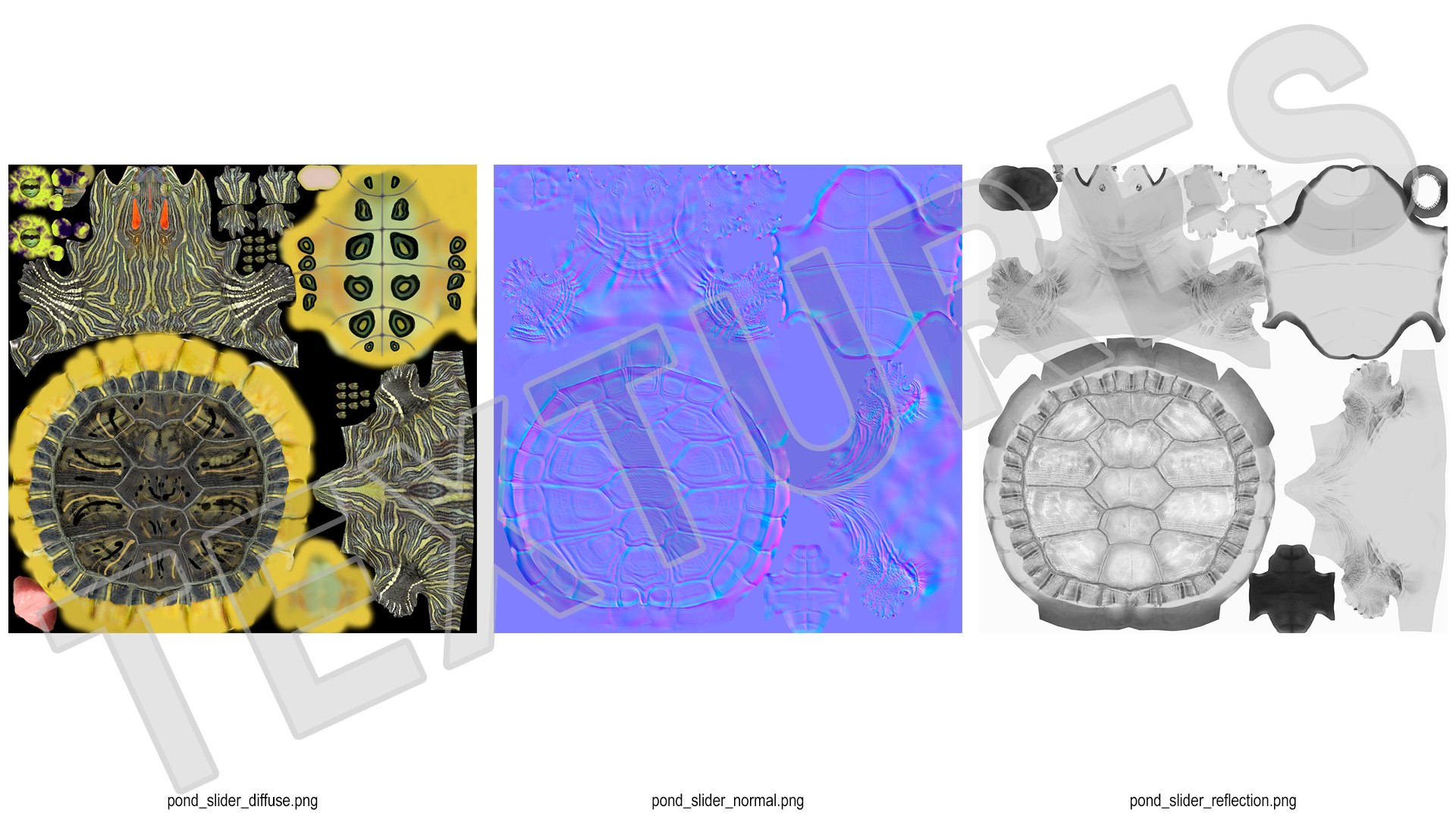 3D Red Eared Turtle Shell Model - TurboSquid 2147301